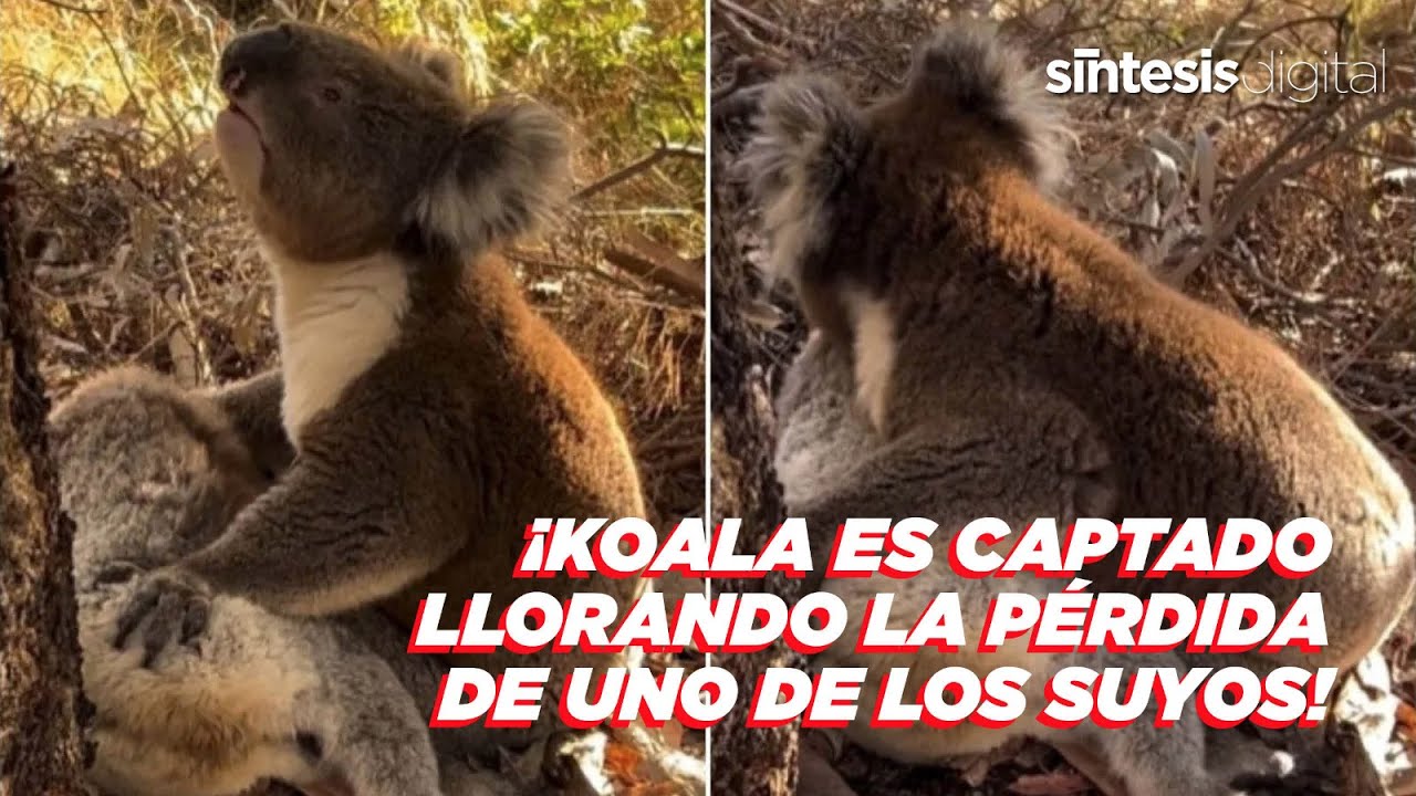 ¡Koala es captado llorando la pérdida de uno de los suyos! - YouTube