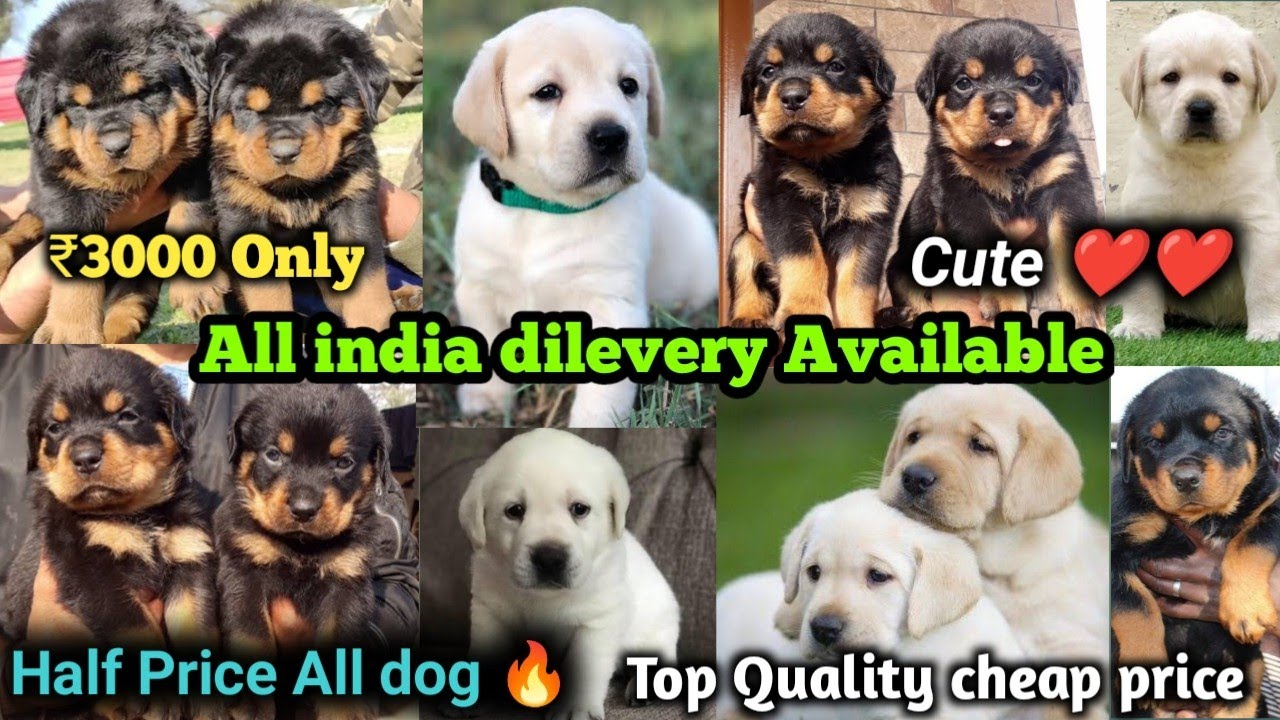 All Dogs Available at Cheap Price | Starting Price ₹999 | Pug, Labrador ...