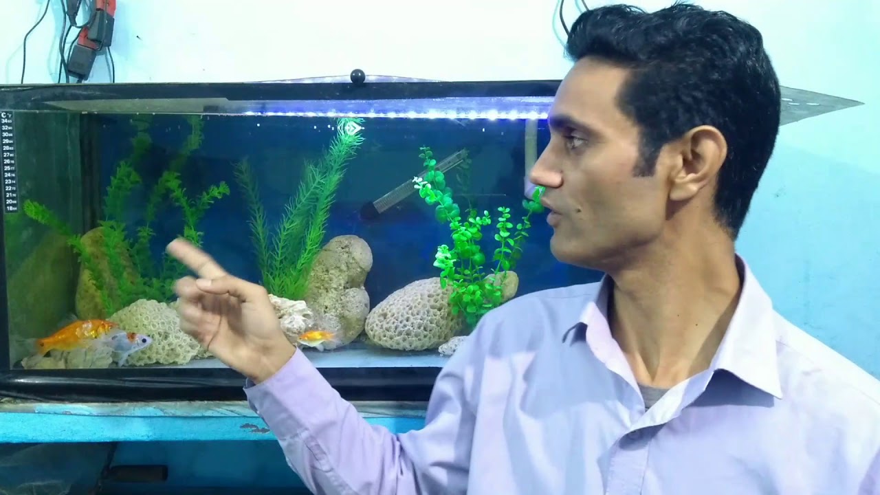 #137. How to know the feeding zone of Aquarium fish. - YouTube