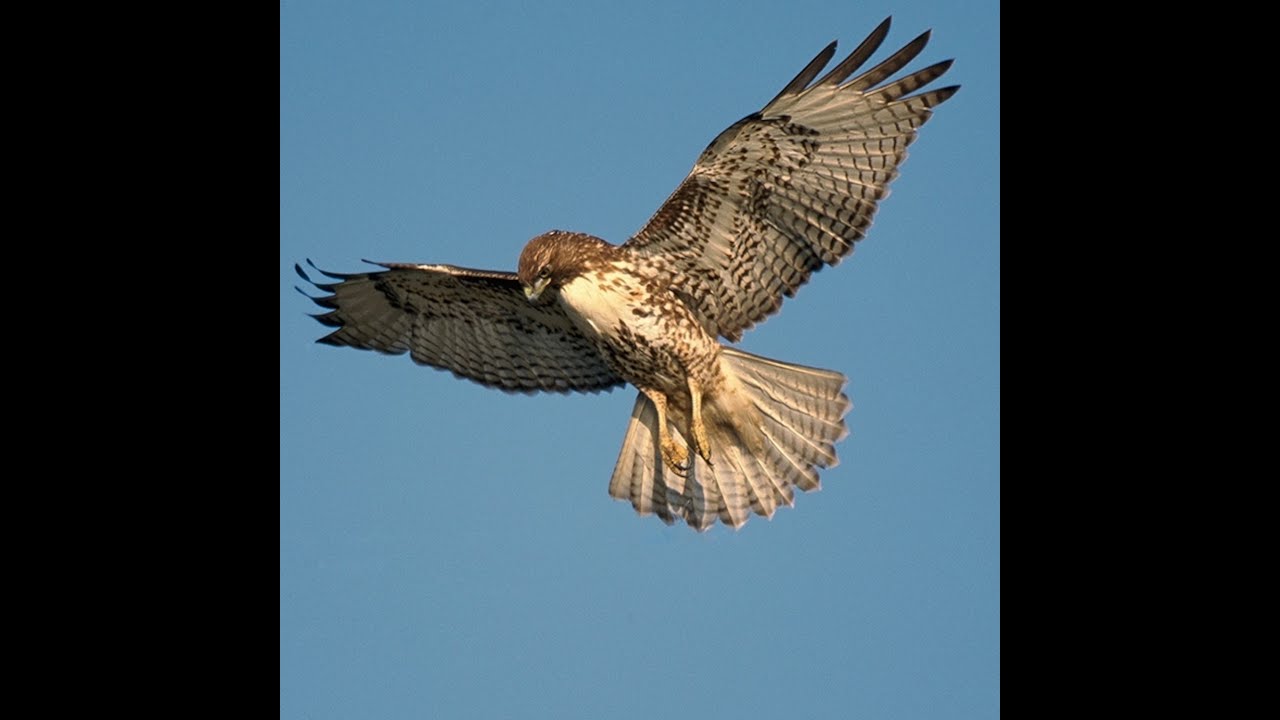 Flexrotor Hestyaea and the mildly curious hawk - YouTube