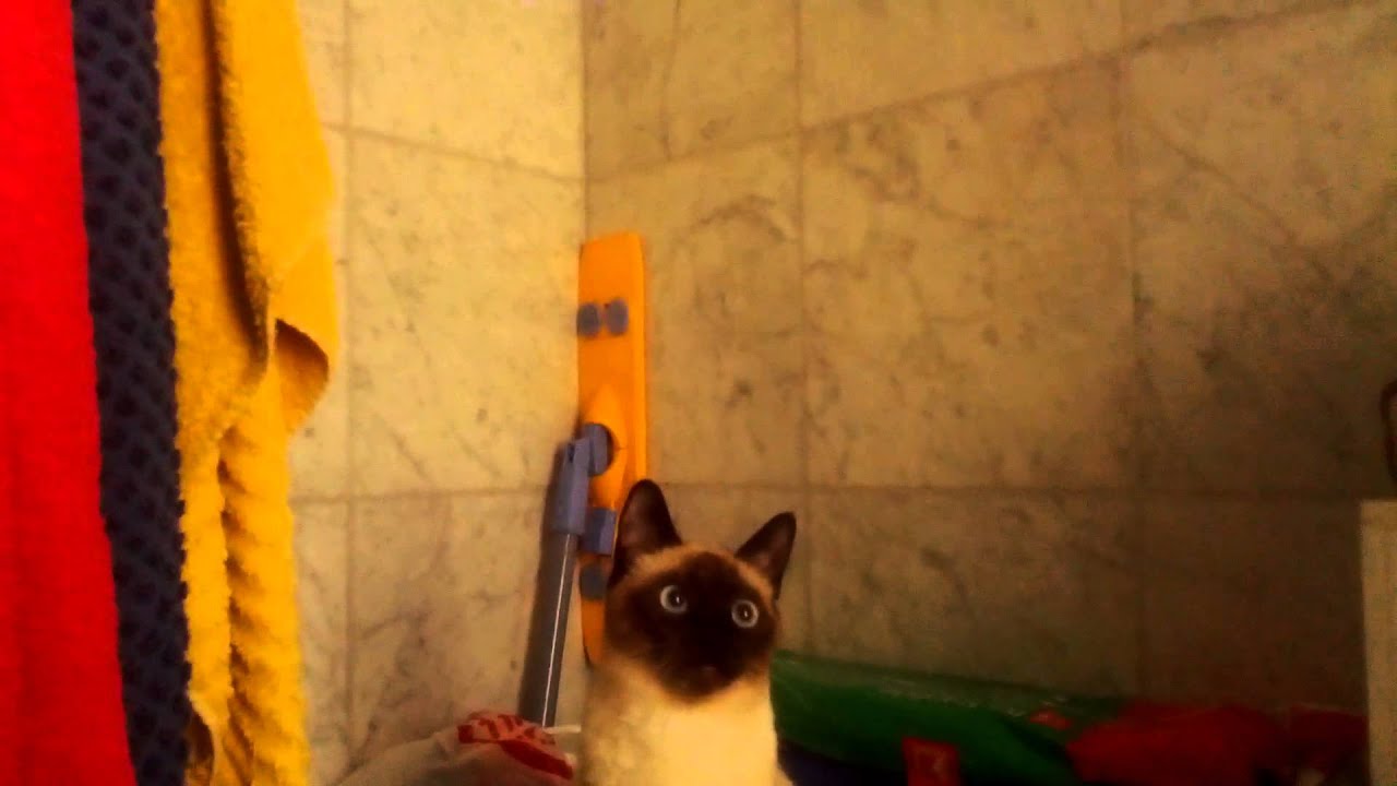 Mm cat hehe - YouTube