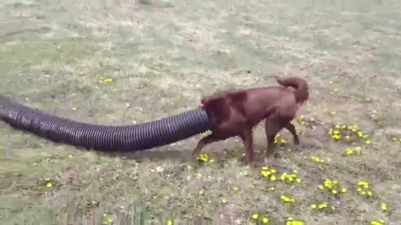 Getting Stuck in a Pipe is the Best Day Ever! - YouTube