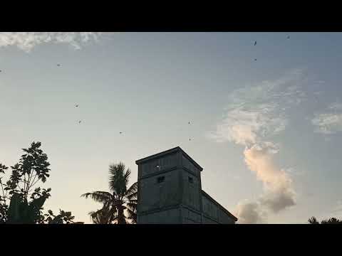 TARIKAN MAGRIB  SP PJW 15.31