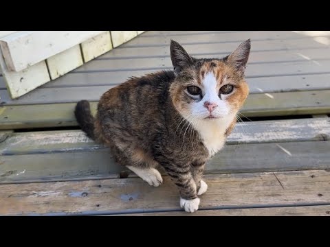 Miss Muffy’s Joyous Meow When Greeting Owner 😲 Super Senior Cat has ...