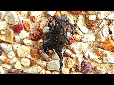 Spider Toads @Firsttimebyncn - YouTube