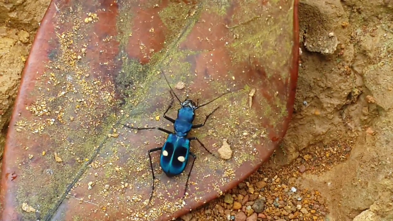 Montane Tiger Beetle (Pseudoxycheila tarsalis) (Costa Rica) - YouTube