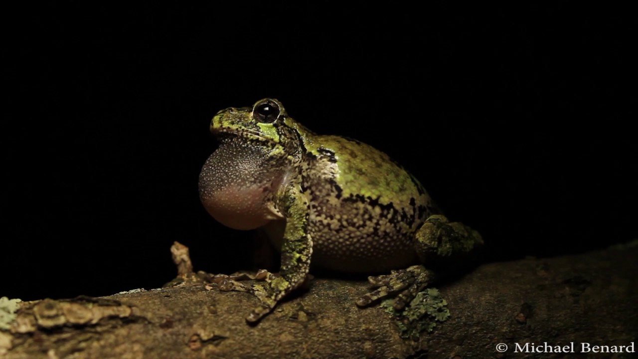 Calling Male Gray Treefrog - YouTube
