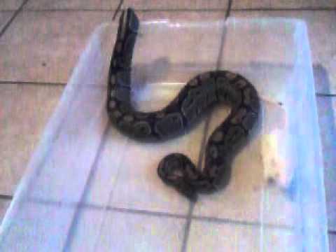 Snake slam - YouTube