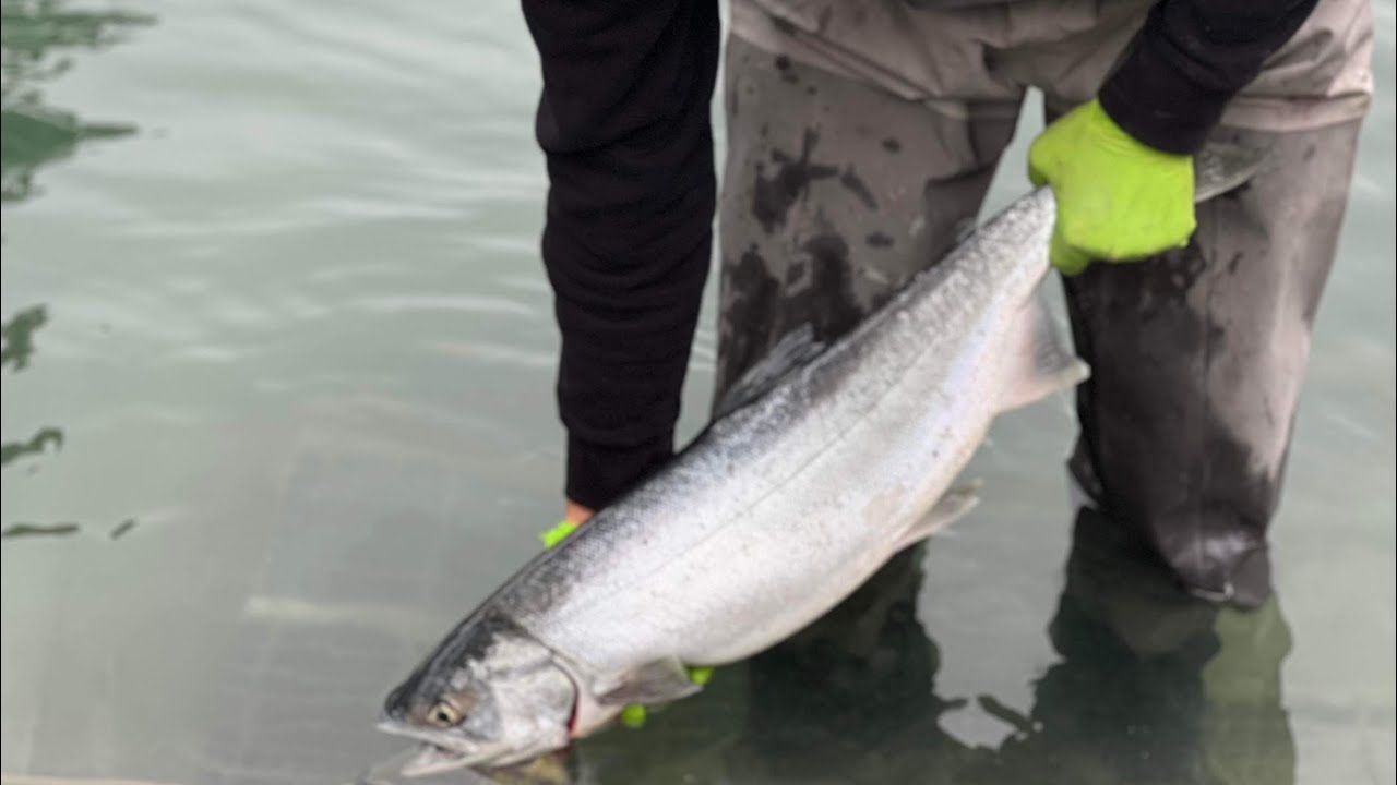 FISH ON At Ship Creek ( Float Down ) - YouTube