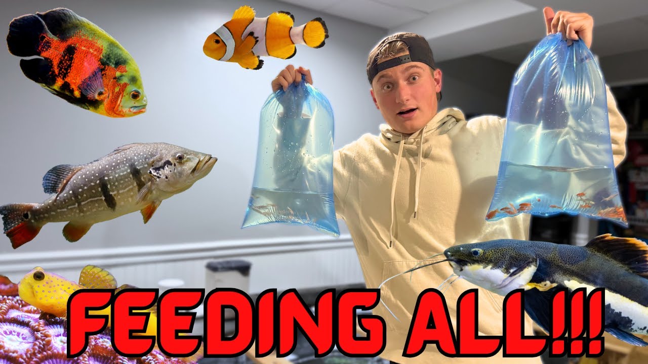 FEEDING ALL MY FISH!!! - YouTube