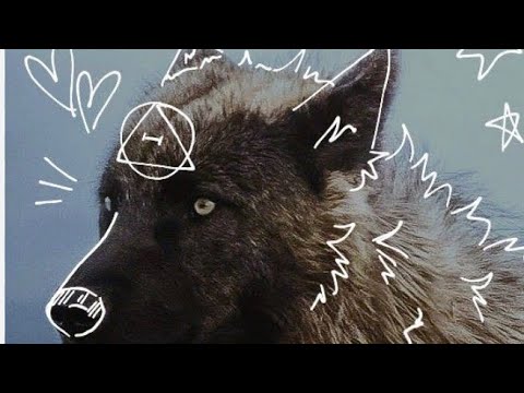 in honor mia rodgers the therian who got shot - YouTube