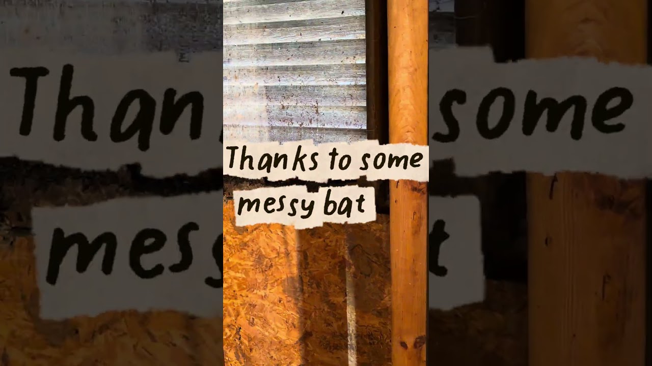 Video Gallery | Trifecta Wildlife Services