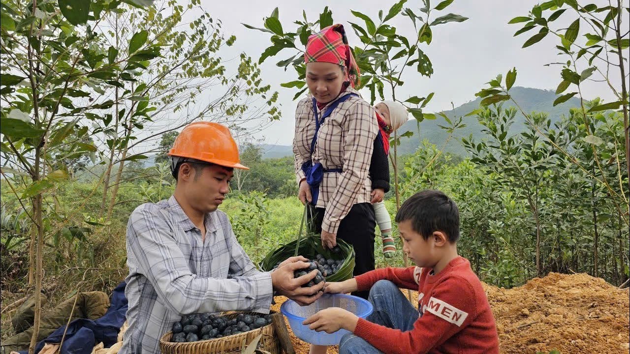 real life of girl - harvesting crops with her husband - renovating the ...