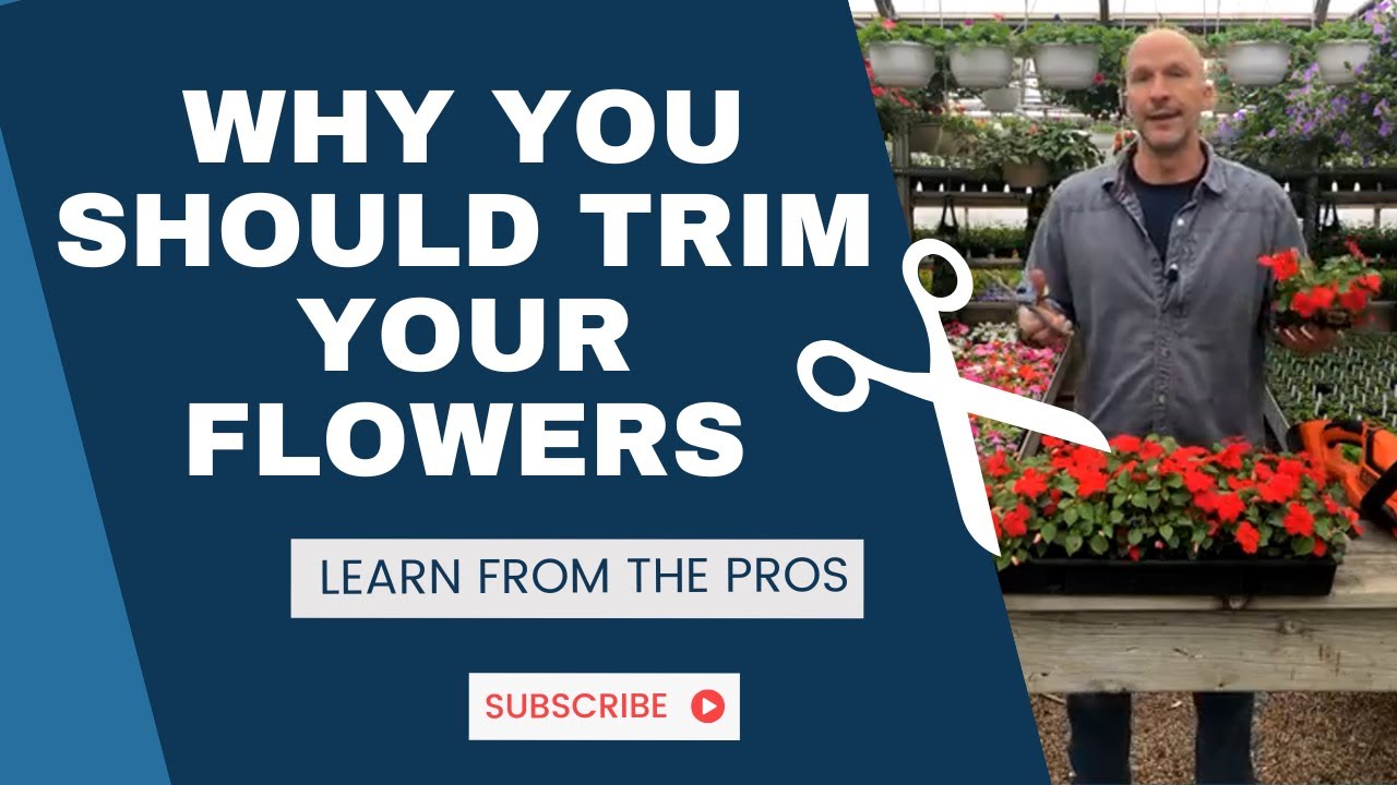 Why & How You Should TRIM Your Flowers Back - Use This Simple Method ...