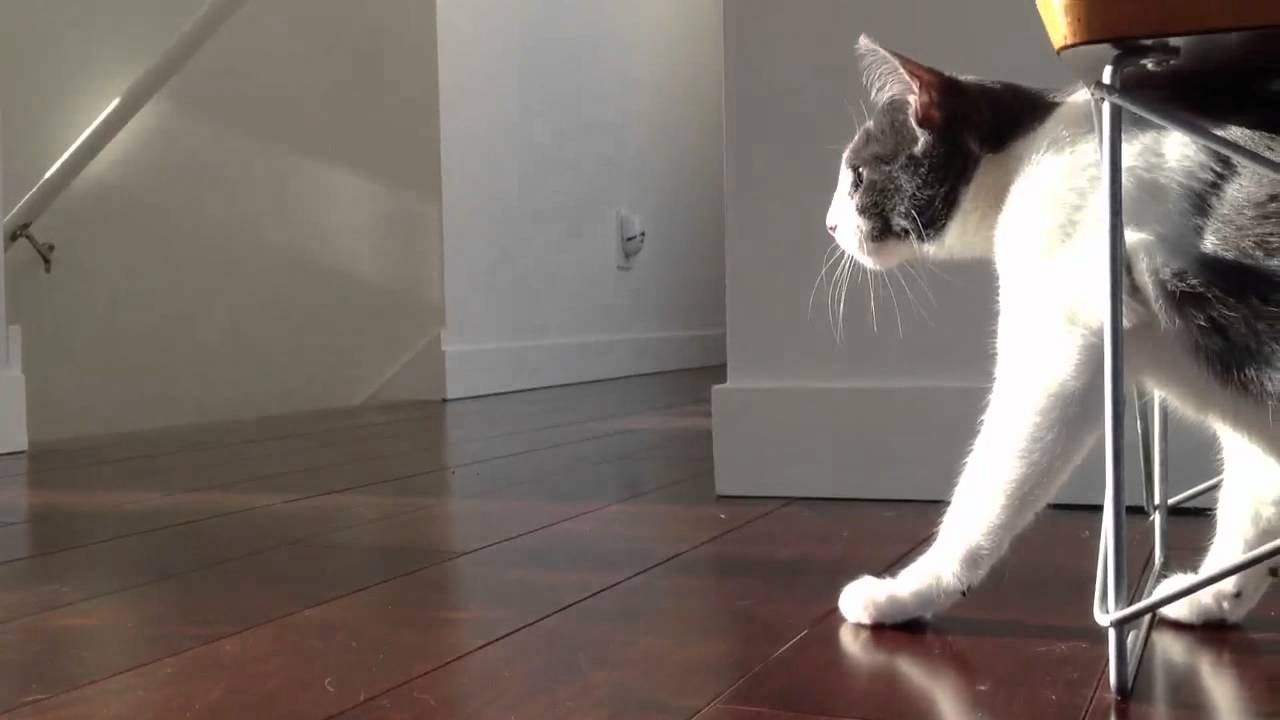 Mivvi and the Mouse - YouTube