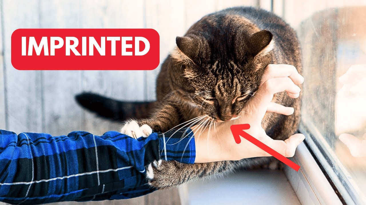 14 Clear Signs Your Cat Has Imprinted On You And Sees You As Family ...