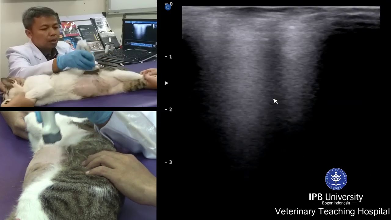 USG LIMPA KUCING - YouTube