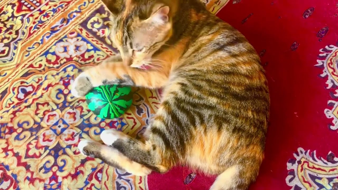 Cute cat foxy playing ball -funny videos #15 - YouTube