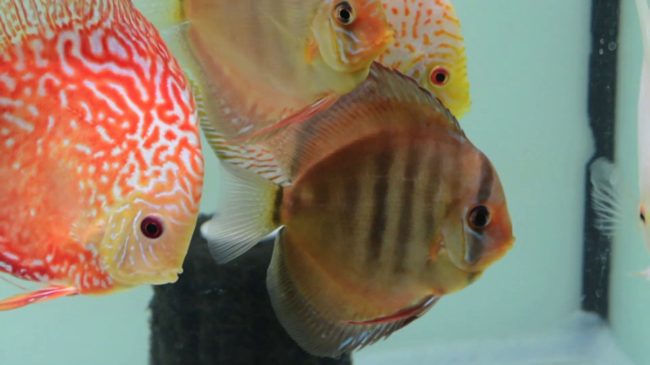 Alenquer Discus Fish At Canadian Aqua Farm Spring 2019 - YouTube