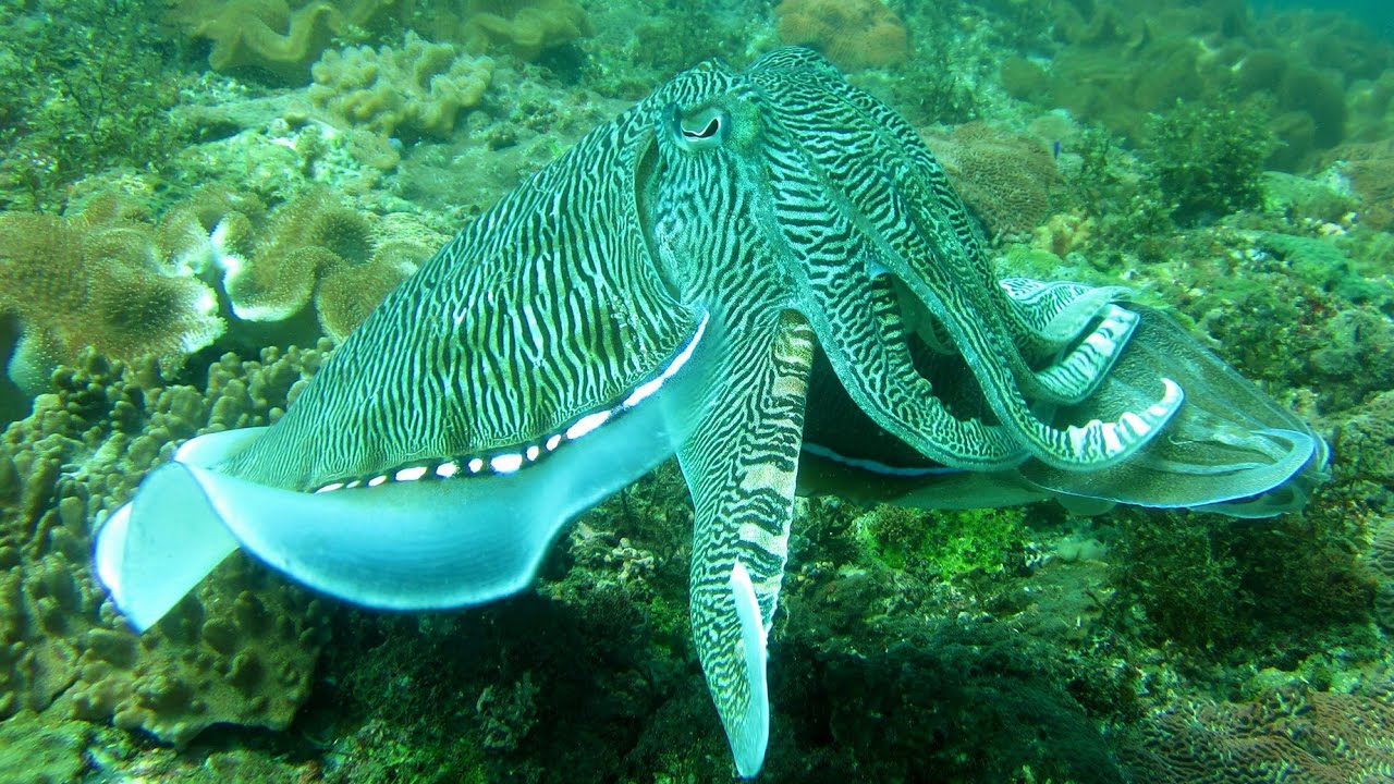 Diving Mirbat - Oman - YouTube