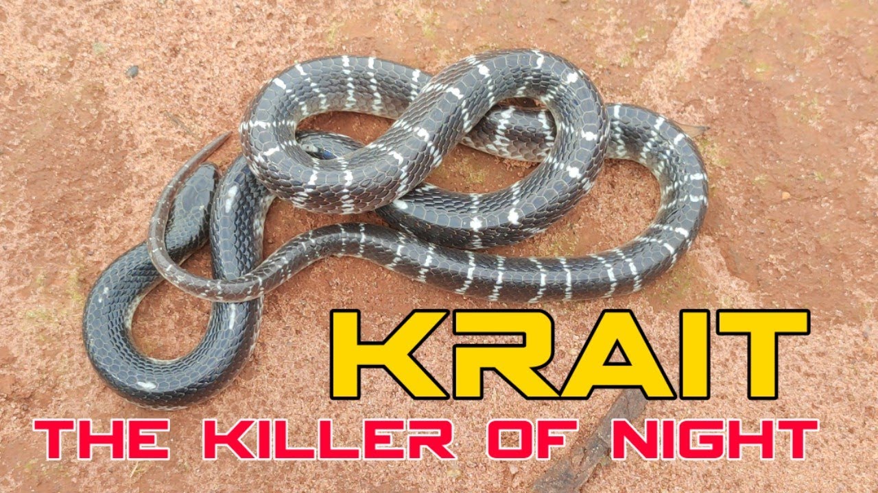 The Killer Of Night. Common #krait #venom most feared snake of #rural # ...