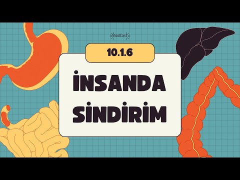 10.1.6 İNSANDA SİNDİRİM SUNU (TYMM)