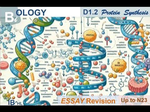 IB Bio D1.2 Protein Synthesis HL Essay #ib #ibbiology #biology # ...