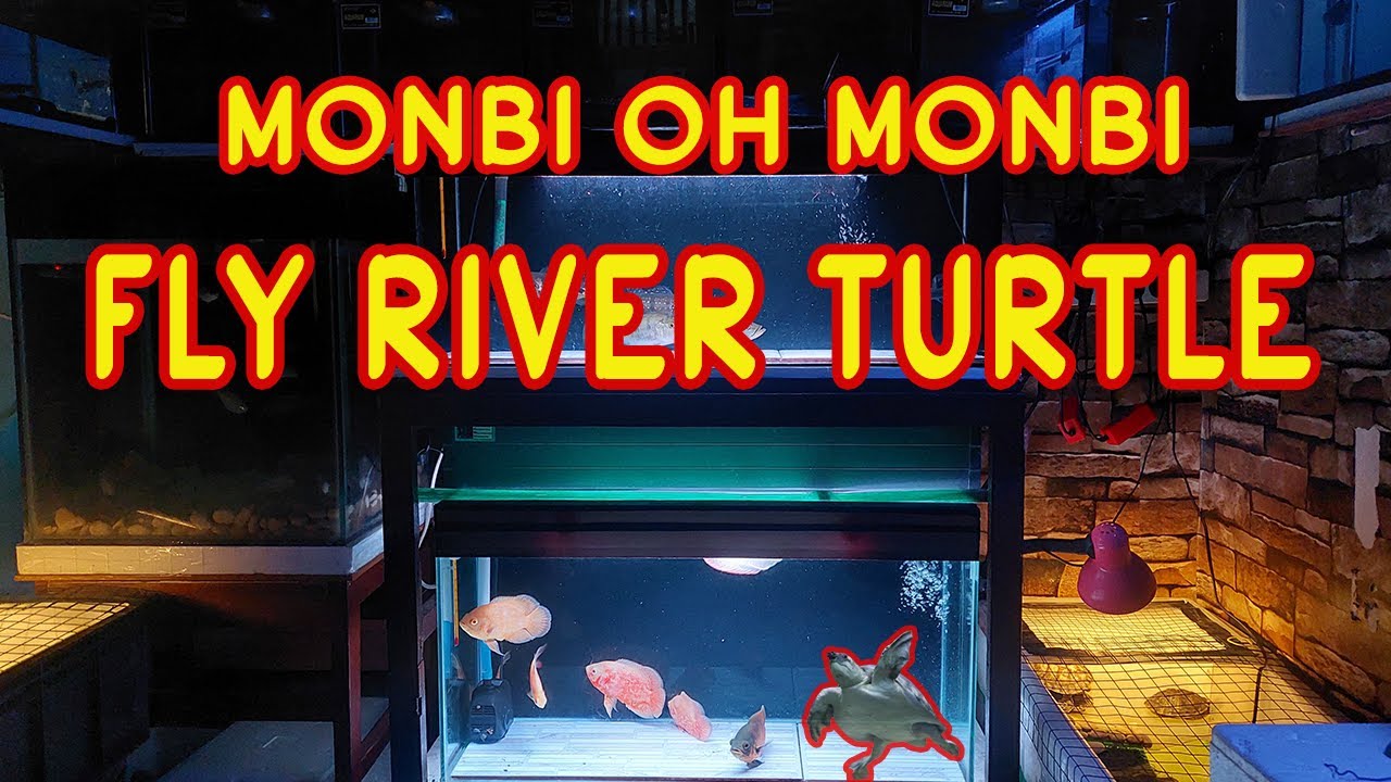 Monbi oh monbi. Kenapa kura kura moncong babi dilindungi ? - YouTube