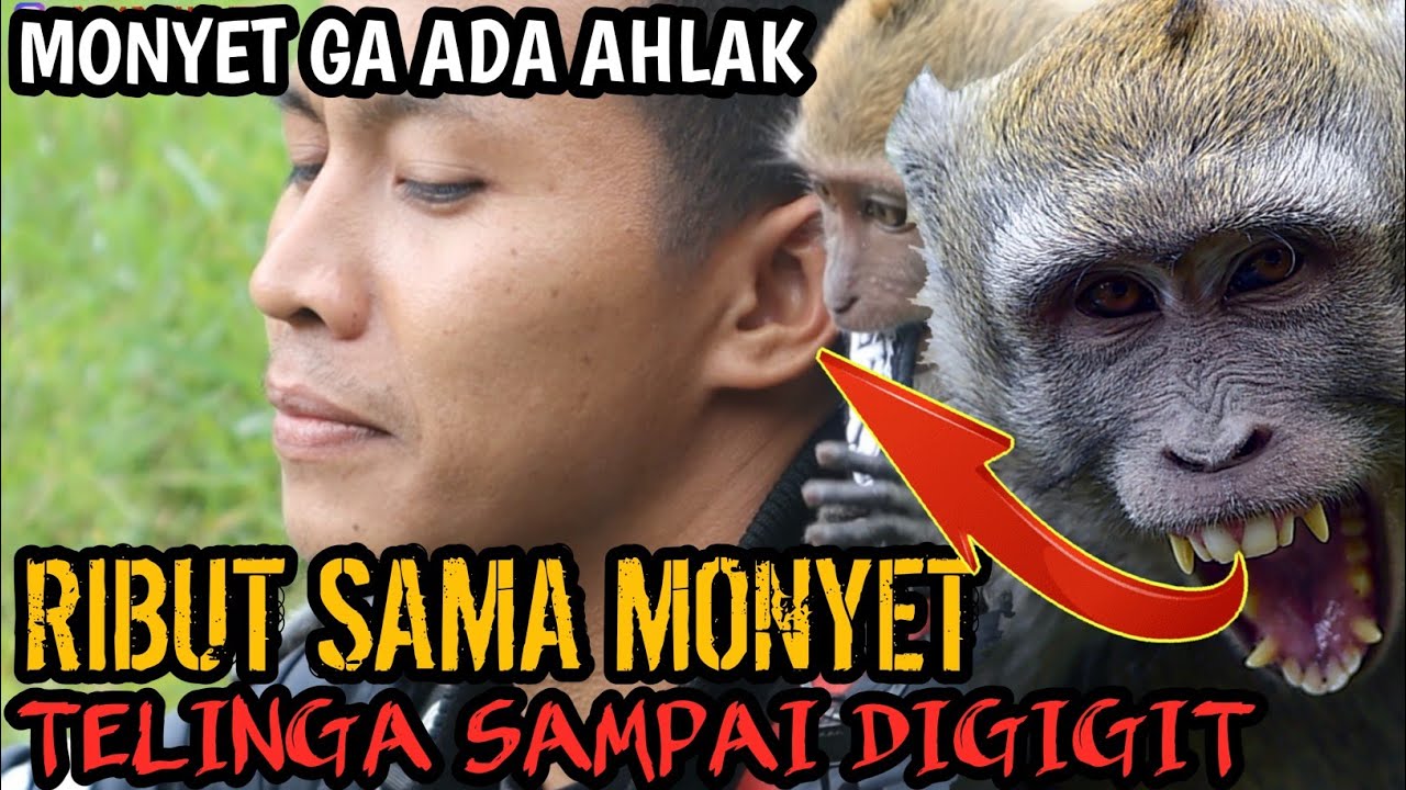 TELINGA DIGIGIT MONYET! JADI SASARAN SI BOT DEDE INOEN! HERPING GAGAL ...