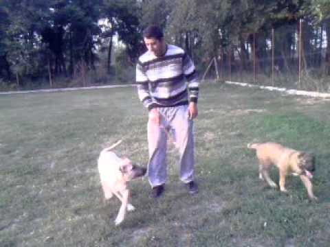 kavkazka i dva kangala 4 meseca