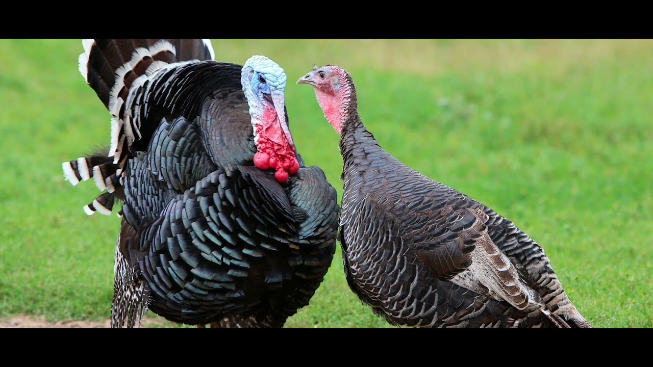 El pavo con la pava se picotean - YouTube