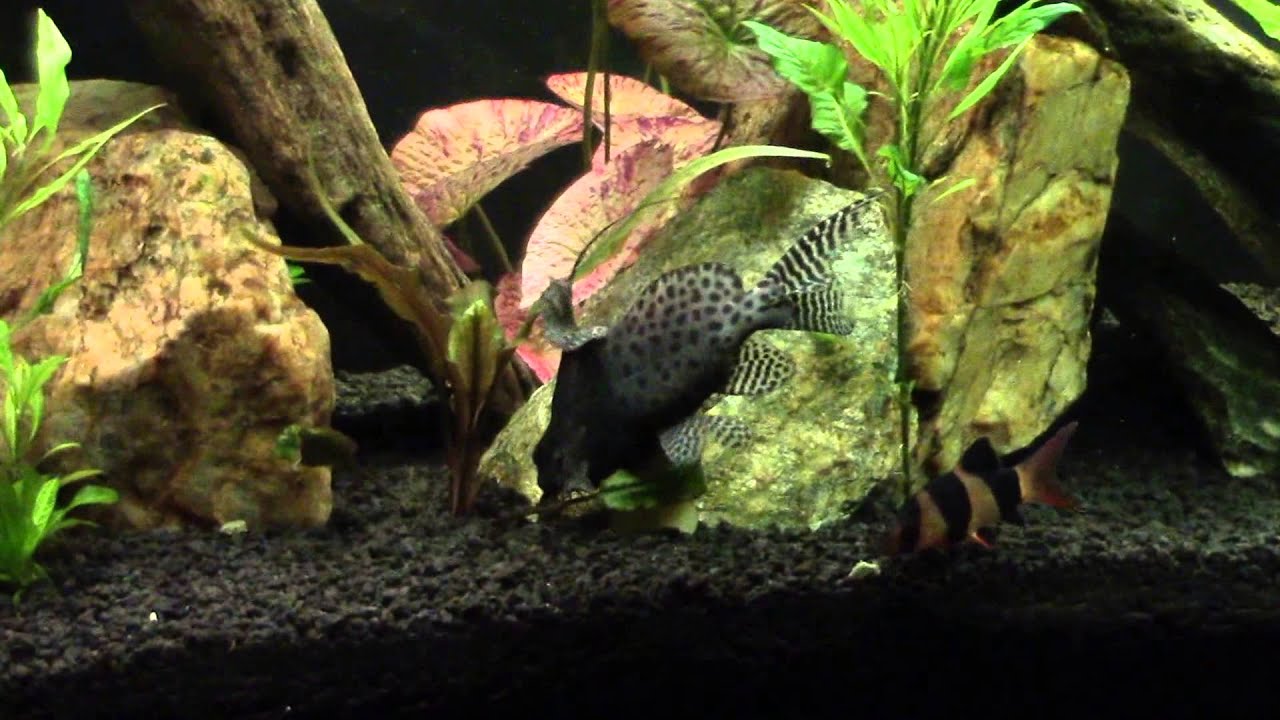 Synodontis Eupterus (African Featherfin Squeaker Catfish) in my 125g ...