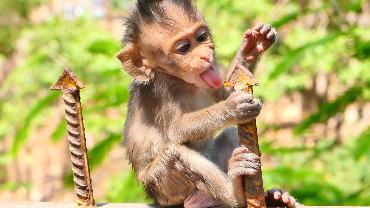 OMG! Little Monkey Elon and RAIN no milk Dating eat Steel so poor - YouTube