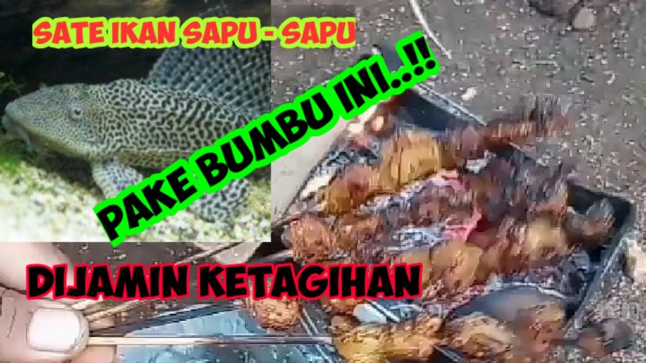 Sate Ikan Sapu Sapu Cara Mengolah Ikan Sapu Sapu Youtube