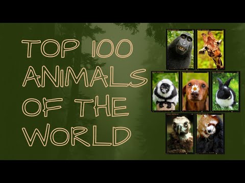 Top 100 animals in the world,Ultra Hd Videos.wildlife animals. - YouTube