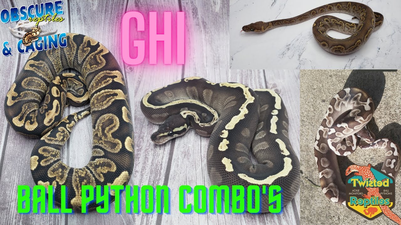 GHI Ball Pythons, the BEST Morph???? - YouTube
