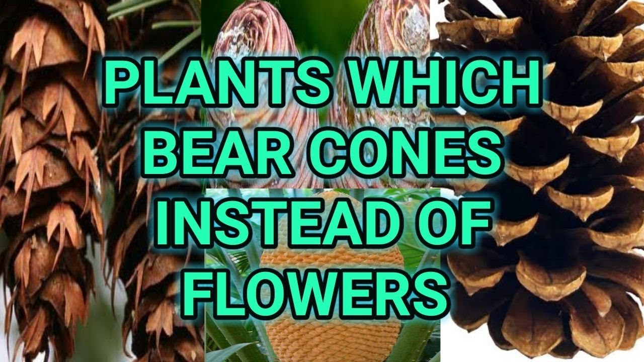 10 Plants which Bear Cones instead of flowers - YouTube