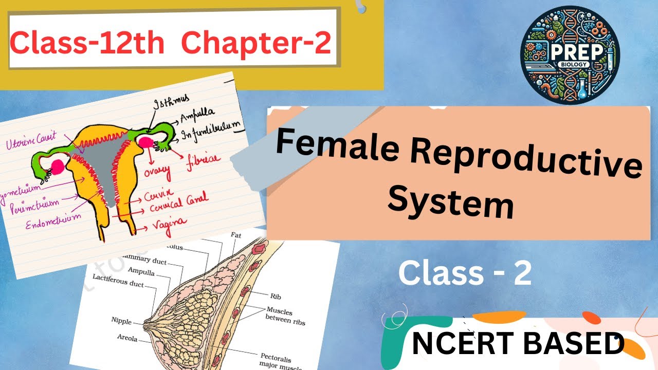 Female Reproductive System | Class 12th Biology | Ch - 2 (Human ...
