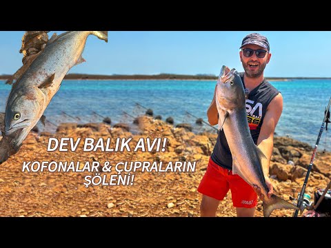 DİDİM'DE EFSANE AV! DEV ÇUPRALAR, DEV KOFONALARLA MÜCADELE! KOFONA'YI DENİZDEN ÇIKARDIM!🎣🐟