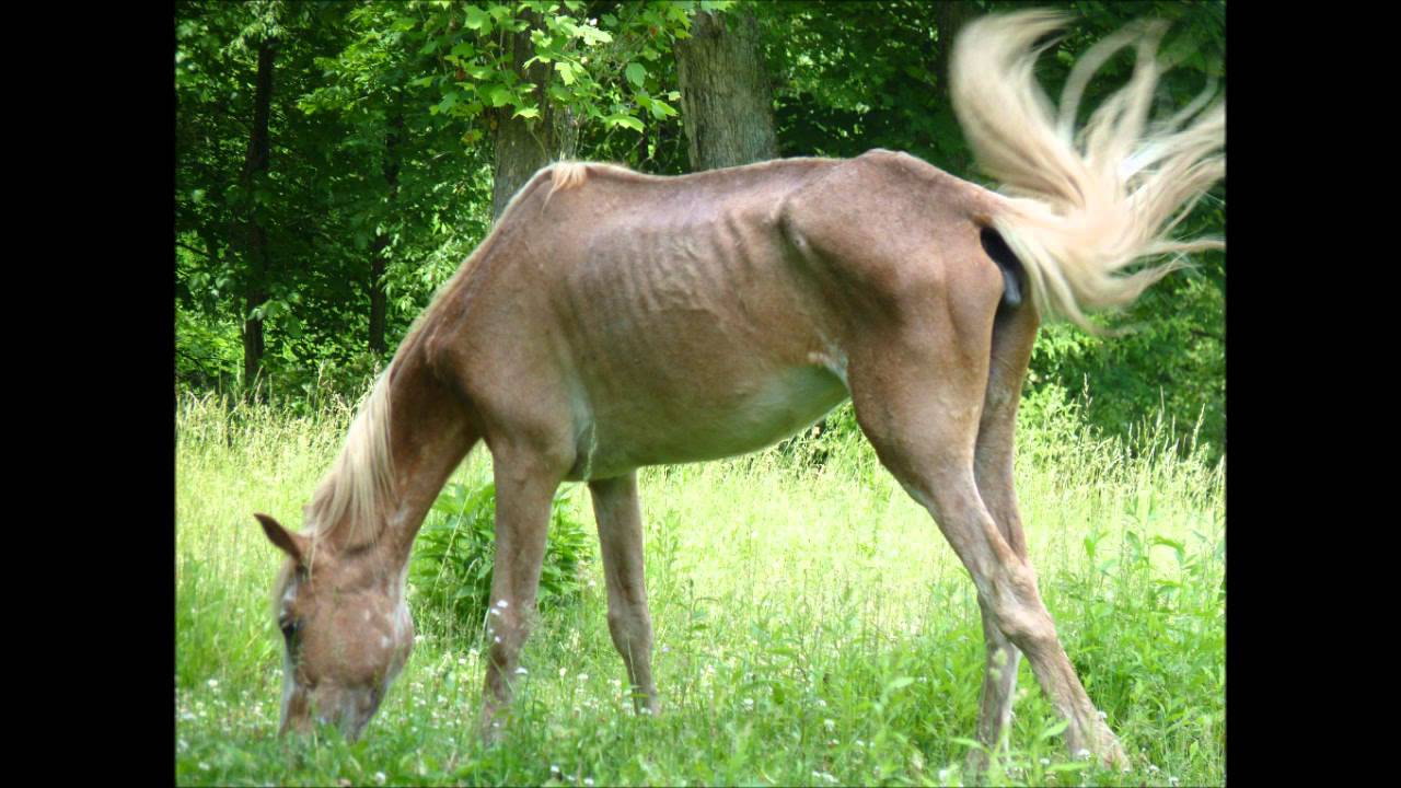 An abused, starving mare gets another chance: Rowan's Story - YouTube