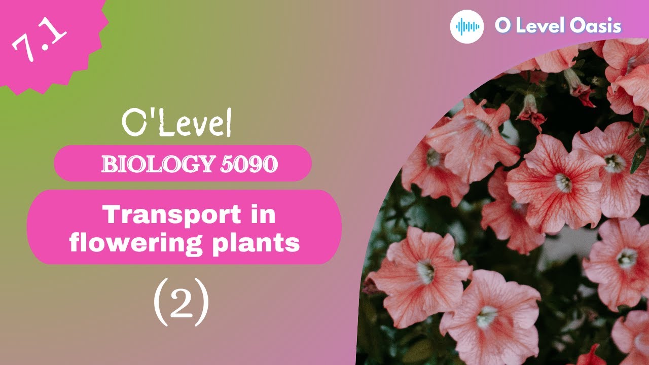 Absorption and Transport | O Level Biology | Chapter 7 | Transport in ...