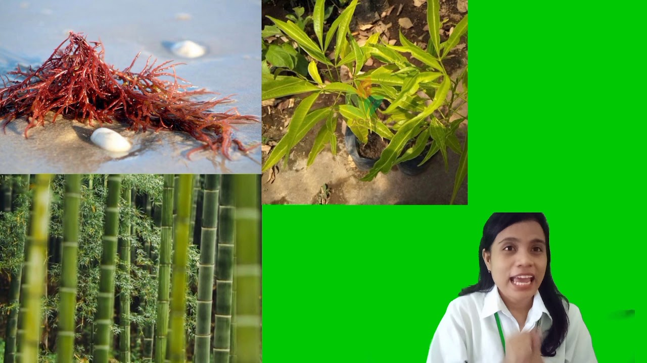 Macam-macam Flora dan Fauna yang ada di NTT_Grade 2 - YouTube