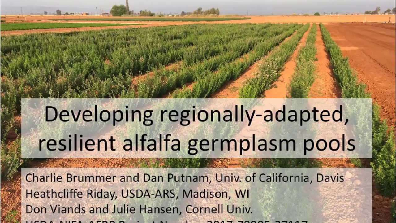 Developing regionally adapted, resilient alfalfa germplasm pools ...