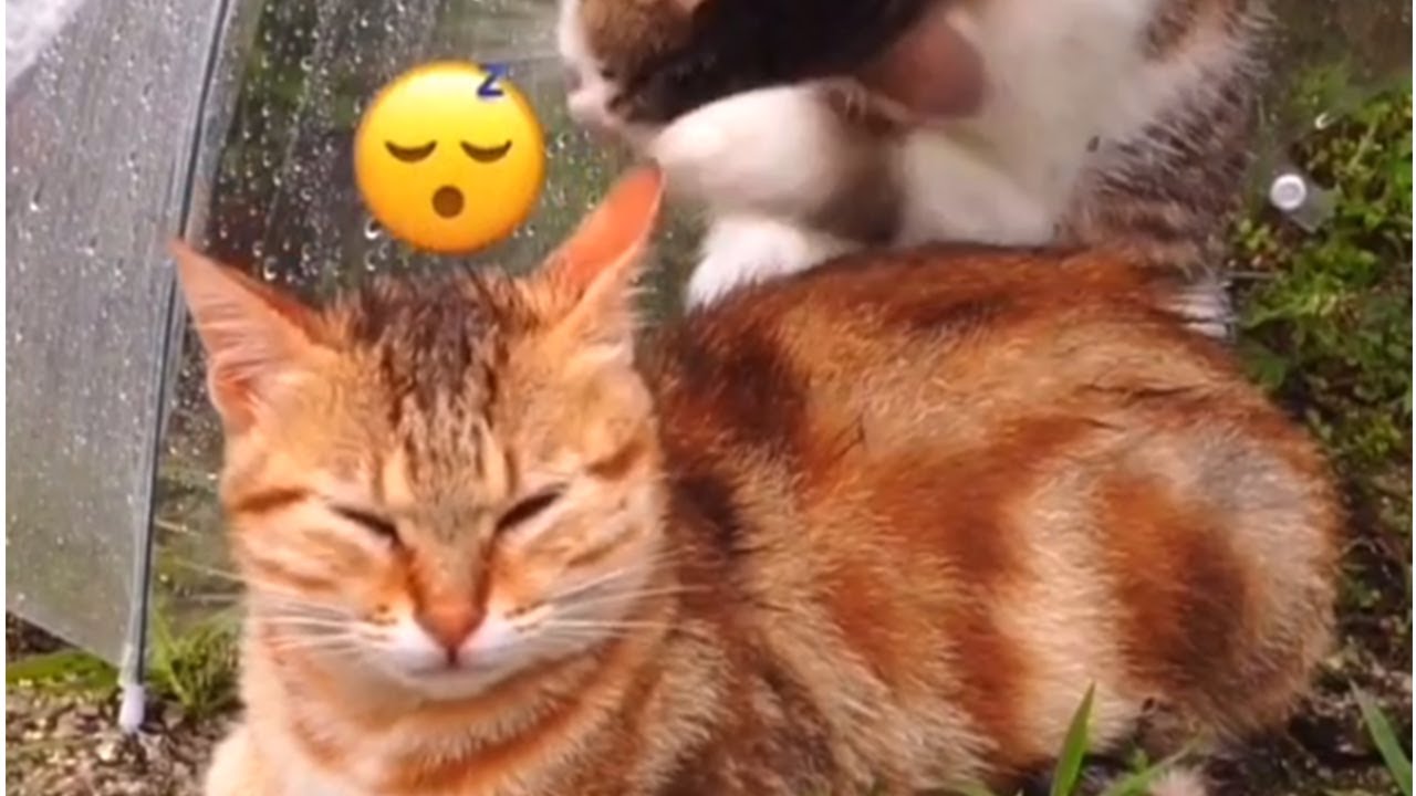 Funny Animal 2020 - Cute And Funny Animal Action Videos Compilation #2 ...