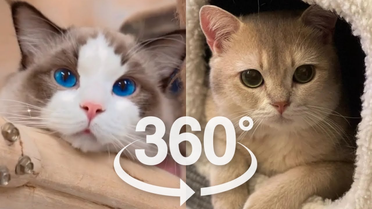 Cute Baby Cats Meow | VR 360 Cat Video | 4K | Virtual Reality - YouTube