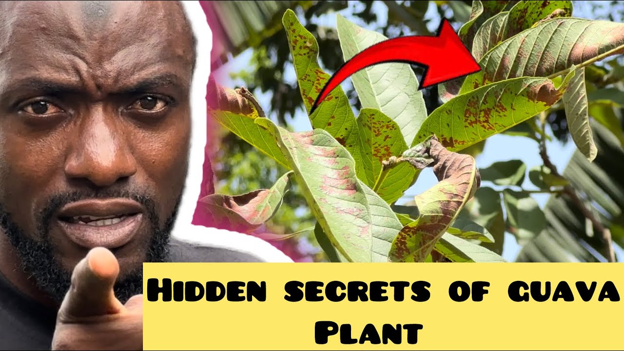 Top 5 hidden S£CR£TS of guava plant you never knew existed…. - YouTube