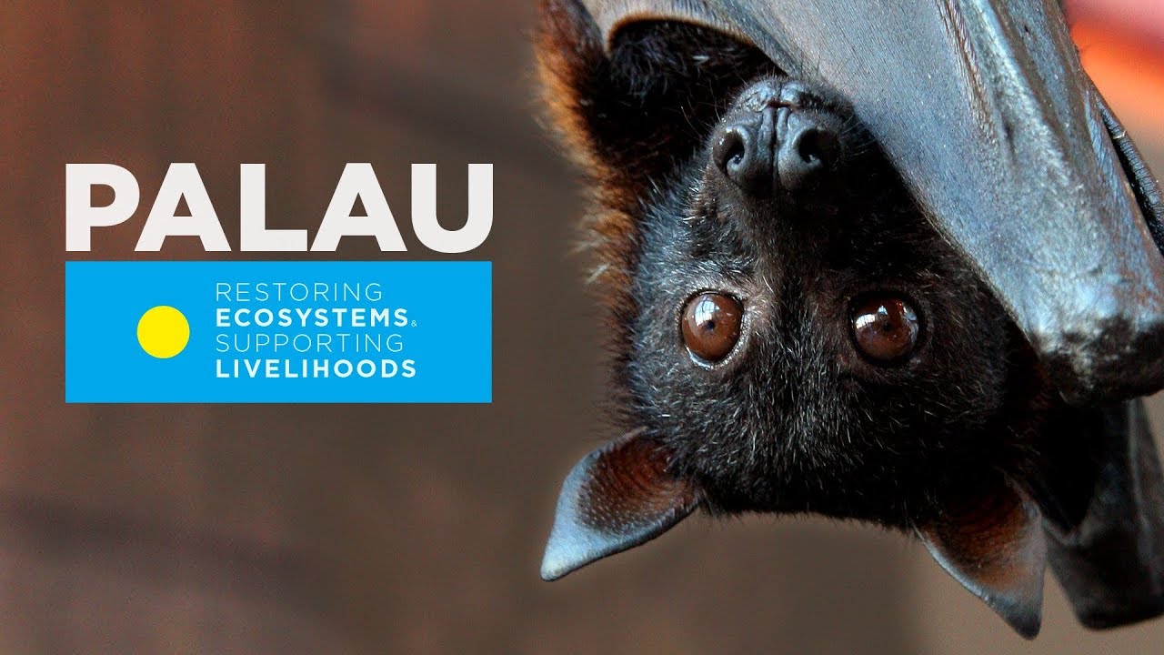 Palau Islands Restoration Project - YouTube
