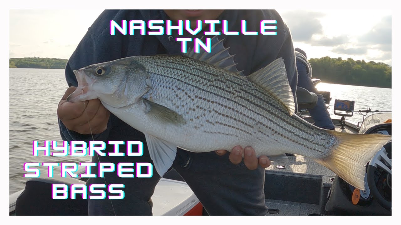 NASHVILLE TN - Catching WIPERS/HYBRIDS on Percy Priest Lake - YouTube