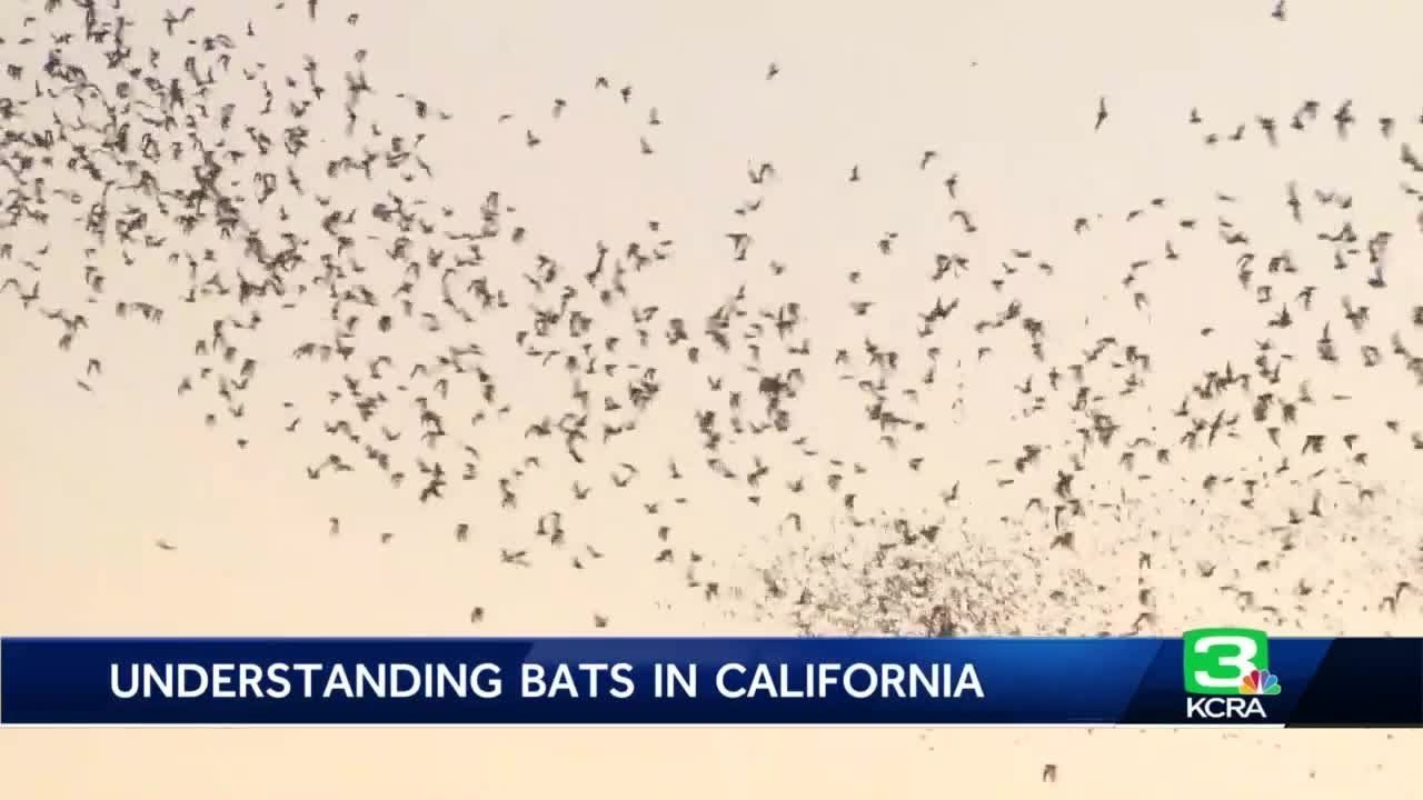 Bats are an important part of Northern California's ecosystem, but ...