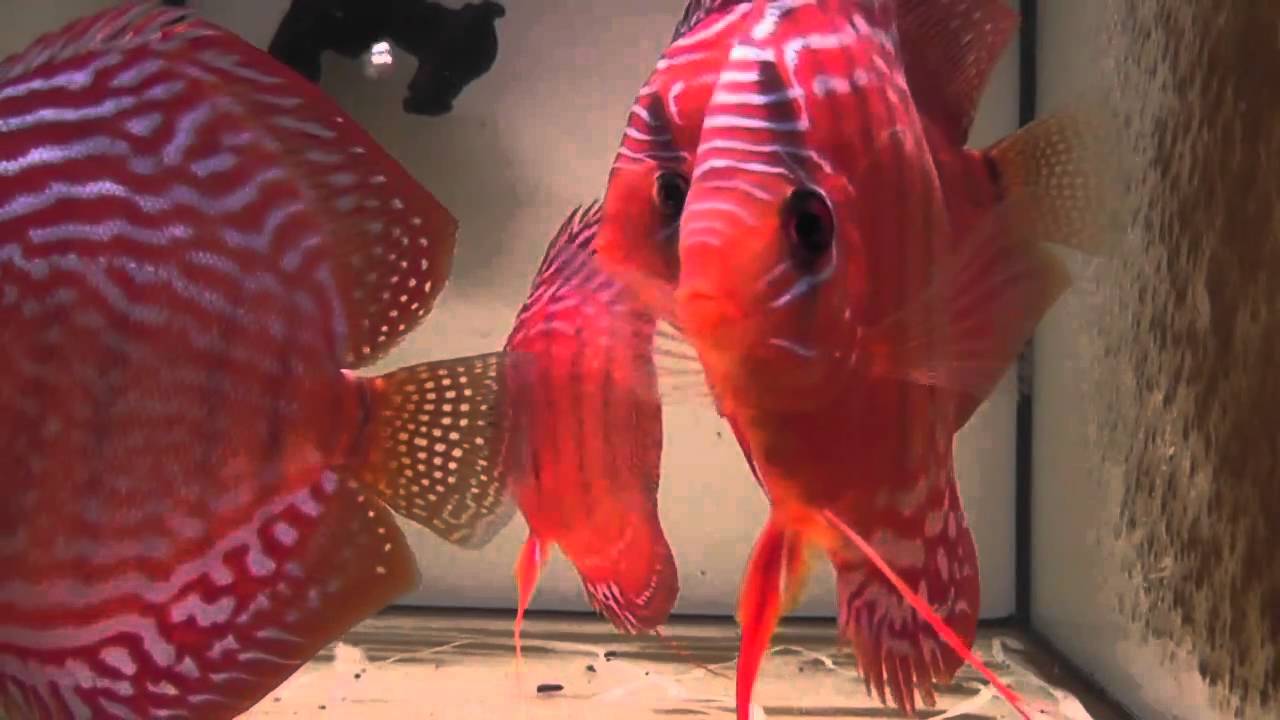 red diamond discus fish - YouTube